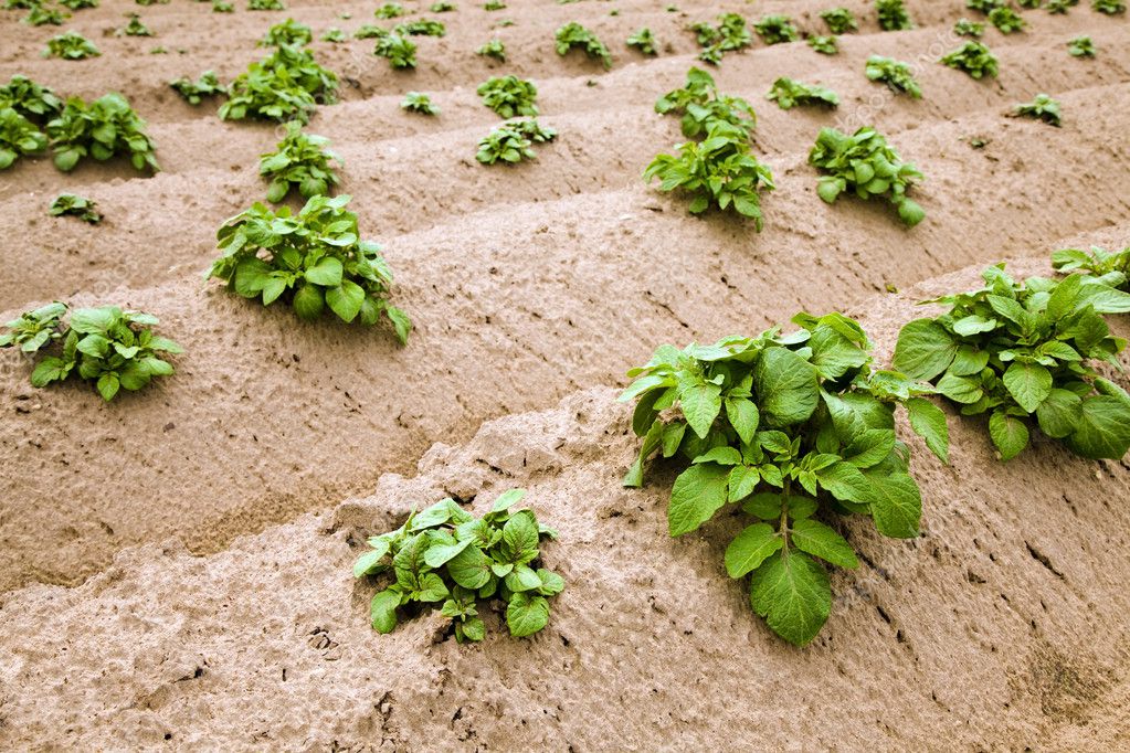 Potato field — Stock Photo © ligora #5766940