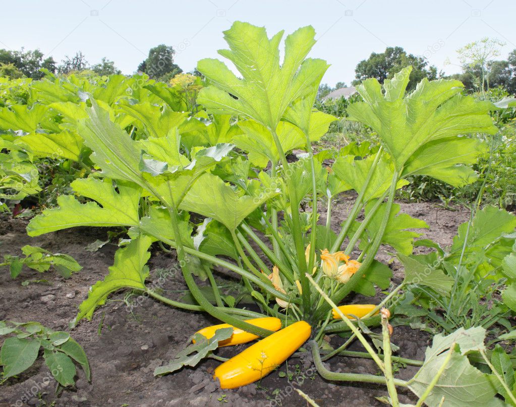 Yellow zucchini — Stock Photo © mallivan #5461973