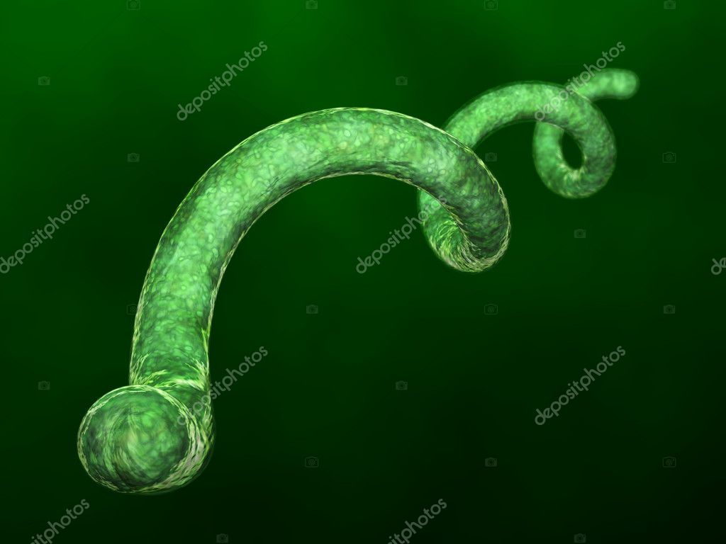 Spirillen bacteriën — Stockfoto © Petersim #5744032