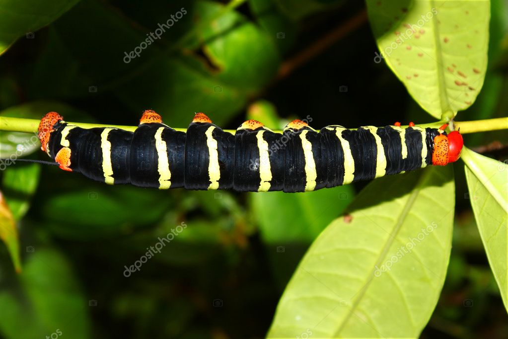 Tetrio sphinx (Pseudosphinx tetrio) — Stock Photo © Wirepec #6465367