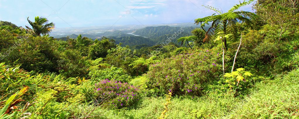 Bosque De Puerto Rico Fotografía De Stock © Wirepec 6473625 Depositphotos