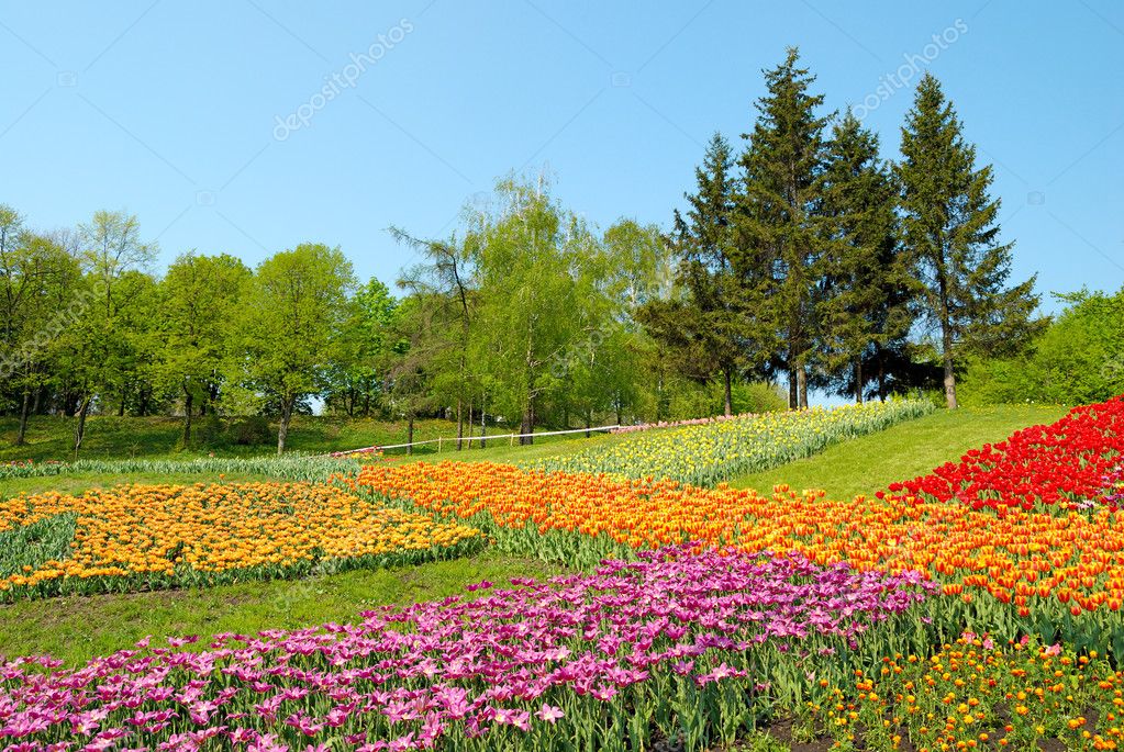 Colourful flowers on green grass — Stock Photo © SergeyIT #6216734
