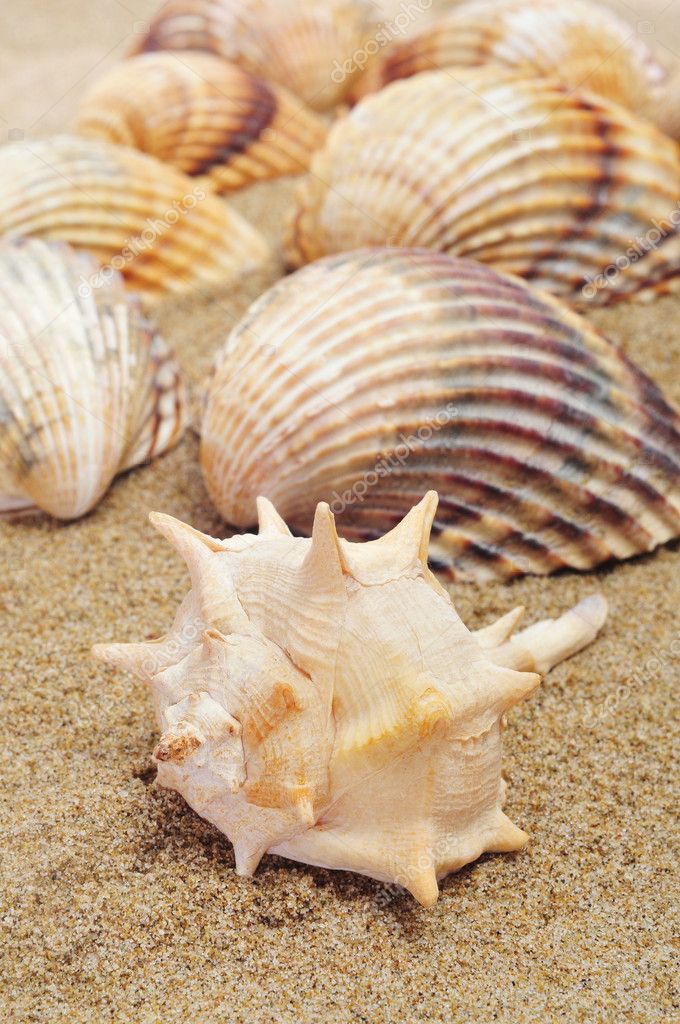 Seashells on the sand Stock Photo by ©nito103 5659505