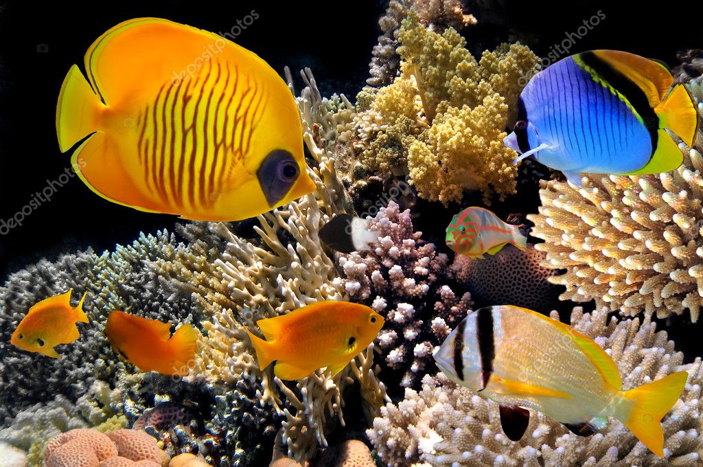 Wildlife in a Red sea. — Stock Photo © Vlad61 #6098189