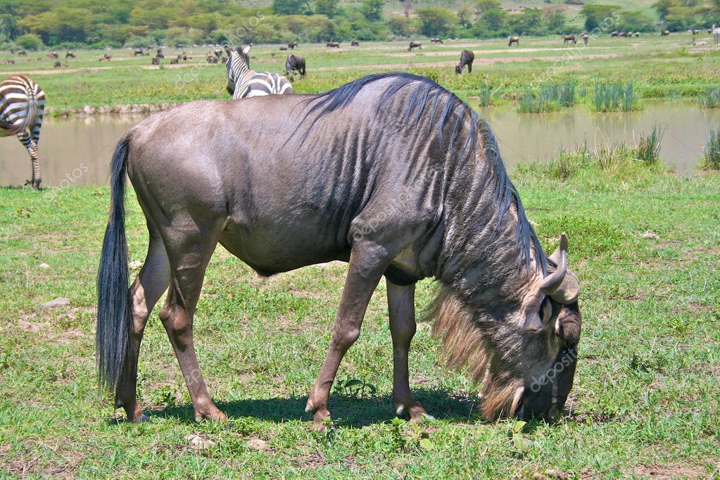 Wildebeest eating grass in Serengeti national park — Stock Photo ...