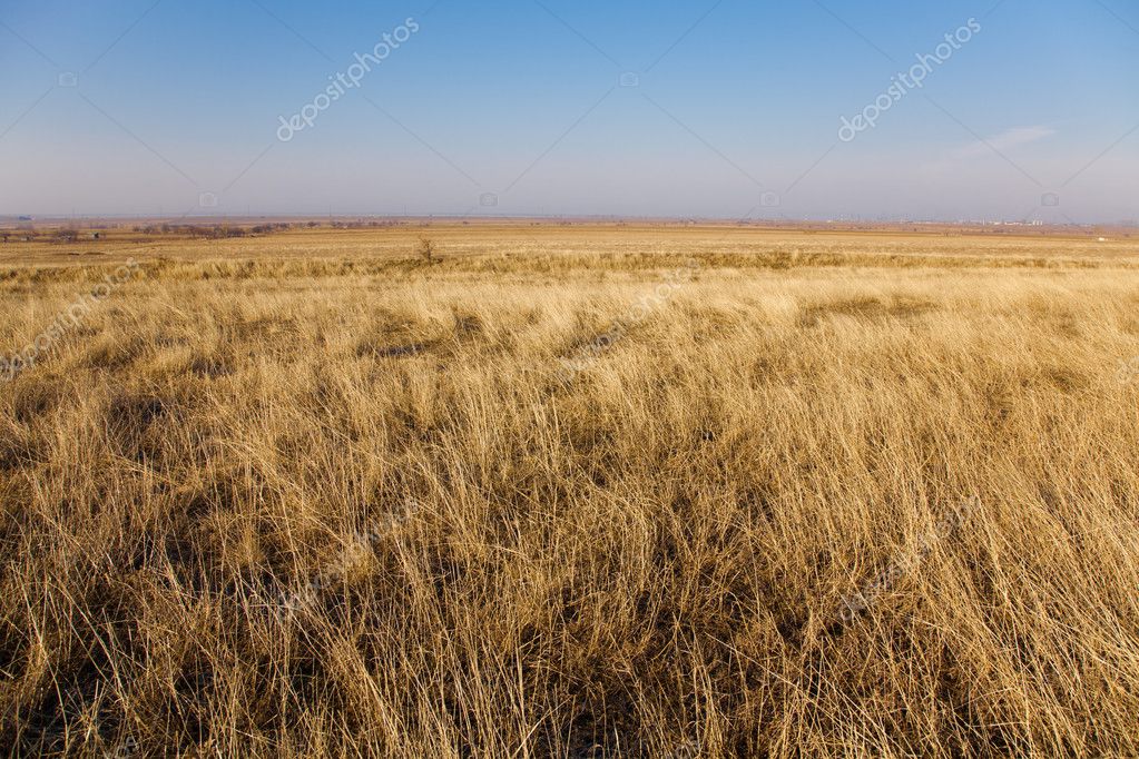 Dry grass field — Stock Photo © igabriela #5476490