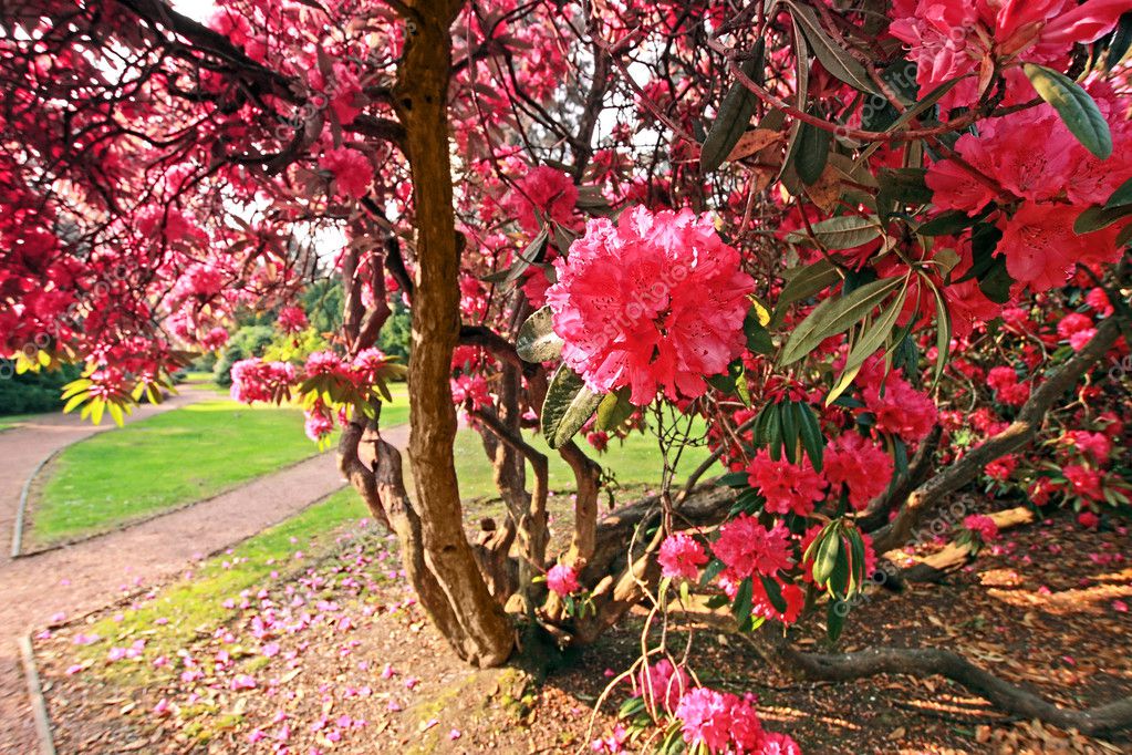 Beautiful, old park with azalea trees — Stock Photo © Julietart #6408292