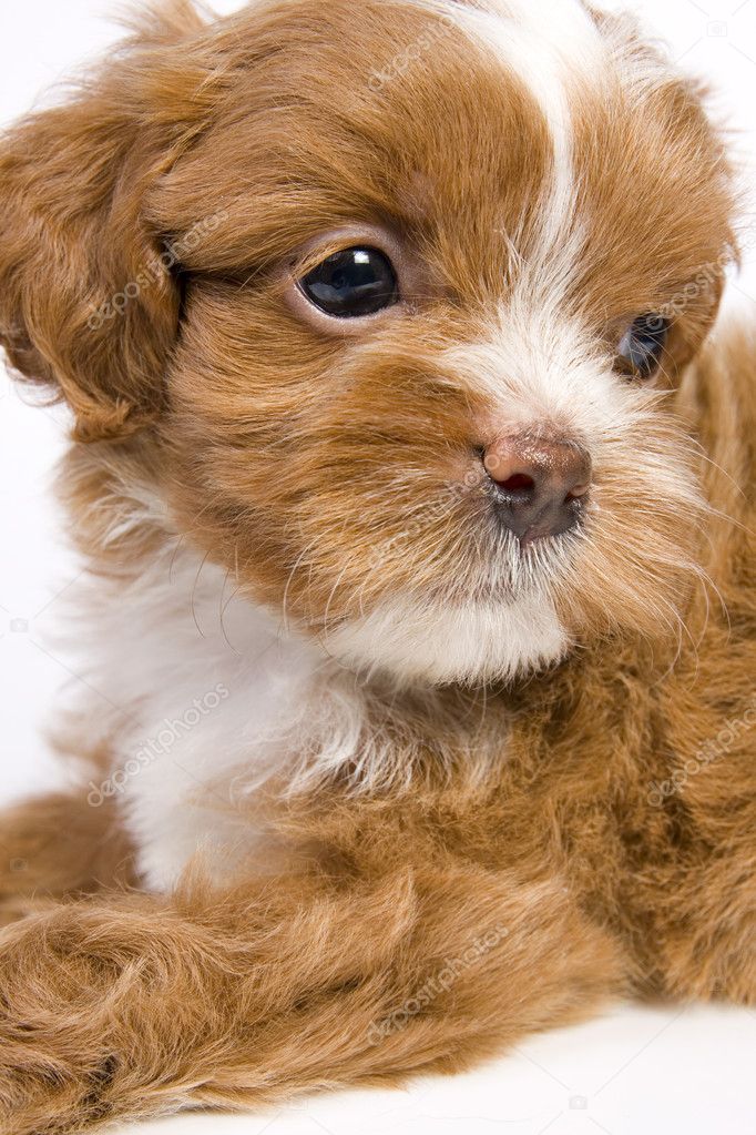 Marrón cachorro Bichón Habanero — Fotos de Stock © posterize #6234583