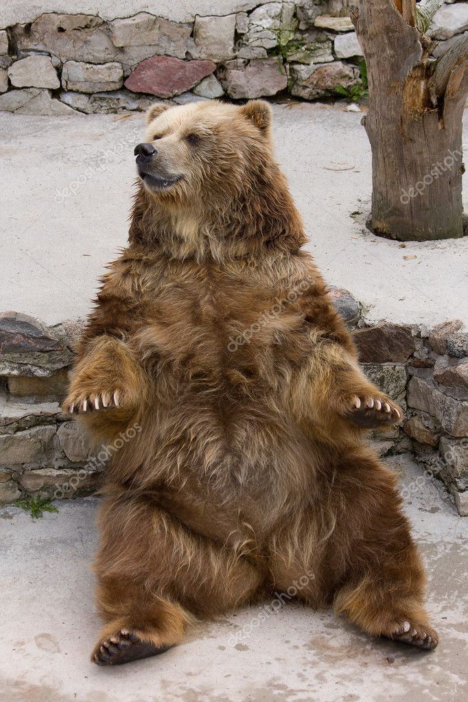 Brown bear #5484395 - Larastock