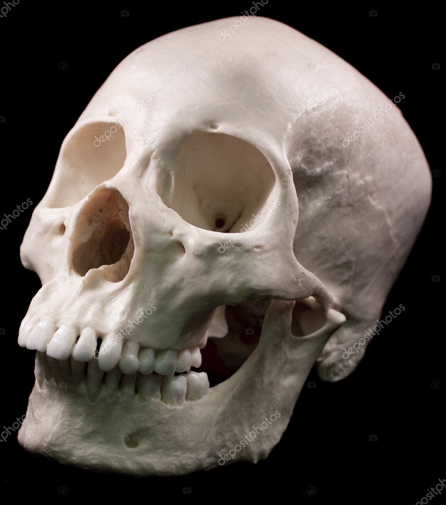 Human skull - bone head dead teeth spooky scary pirate isolated evil ...