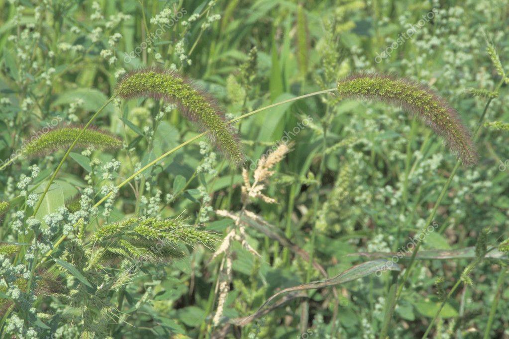 Foxtail Weeds — Stock Photo © huggy1 #5407861