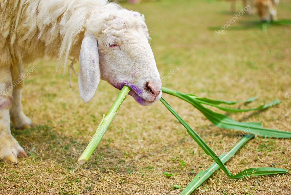 White sheep eating grass in farm — Stock Photo © zmkstudio #5392019