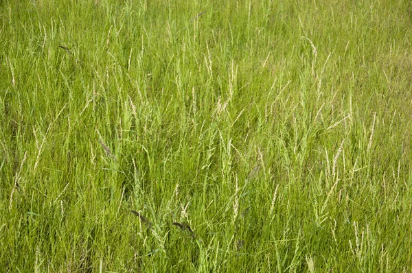 Lino en el campo Stock Photos, Royalty Free Lino en el campo Images ...