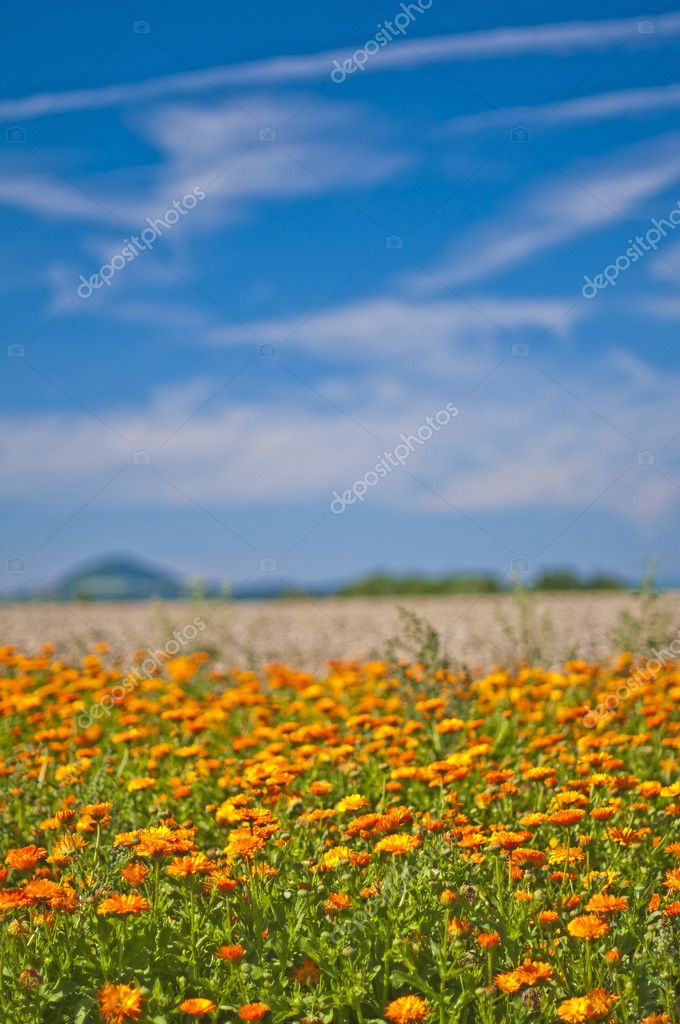 Marigold field — Stock Photo © jochenschneider #6137415