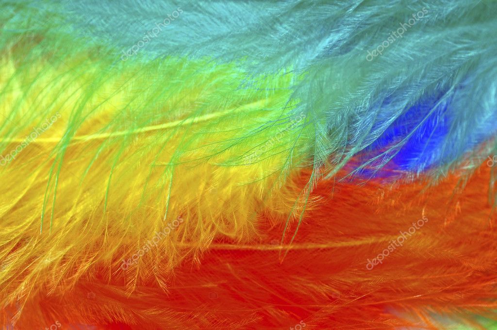 Multi-coloured feathers Stock Photo by ©Andrelix 5631712