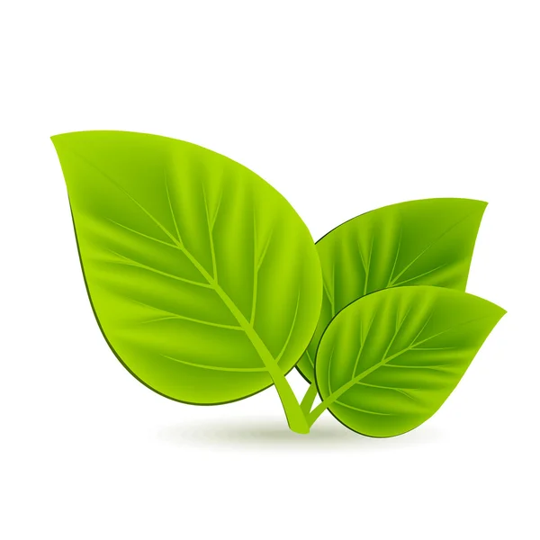 4,589 Three leaves Vector Images | Depositphotos