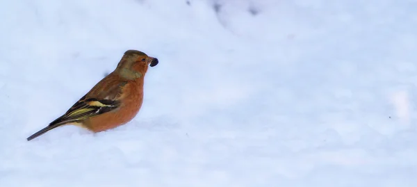 Chaffinch - Fringilla Coelebs . Beautiful garden bird in Europe, incl ...