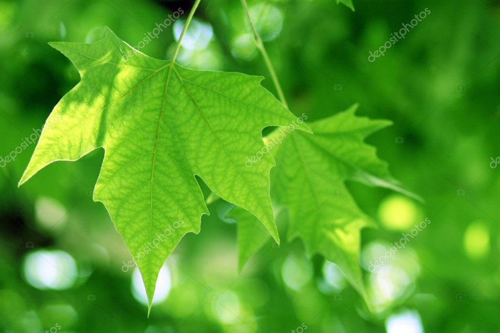 Green leavs — Stock Photo © khudoliy #6571888