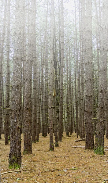 Hazel forest Stock Photos, Royalty Free Hazel forest Images | Depositphotos