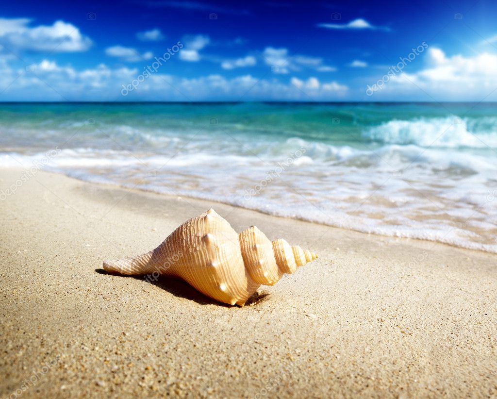 Seashell on the beach (shallow DOF) Stock Photo by ©Iakov 5662326