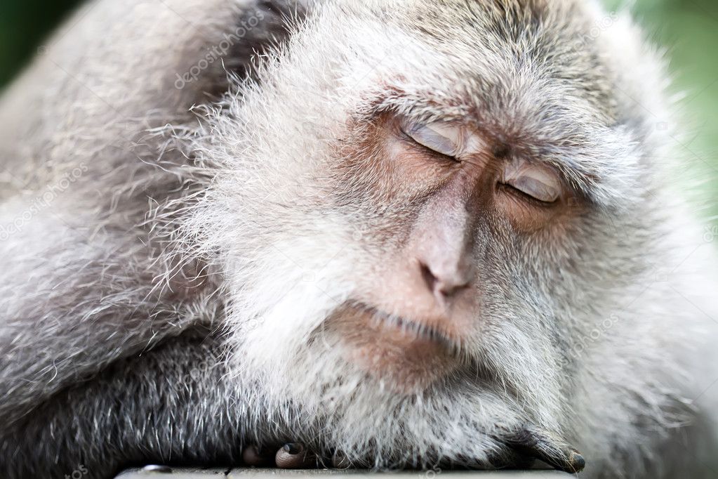 Sleeping monkey — Stock Photo © magicinfoto #5889864