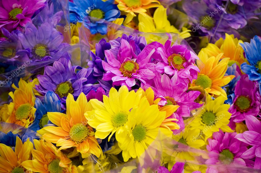 flores multicolores — Foto de stock © yelo34 #5580229