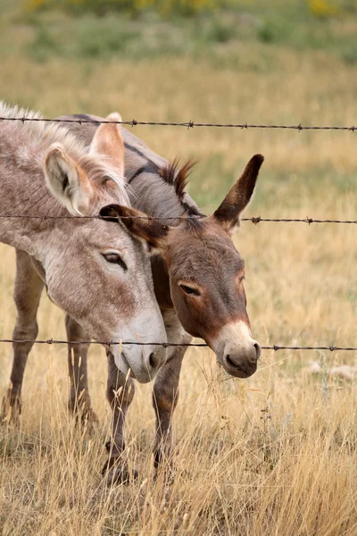 Pareja de burros Stock Photos, Royalty Free Pareja de burros Images ...