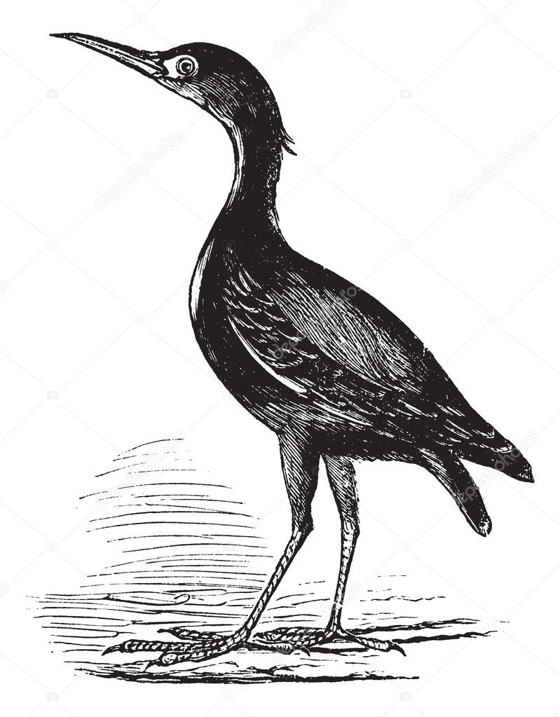 Eurasian Bittern or Botaurus stellaris, bird, vintage engraving. Stock ...