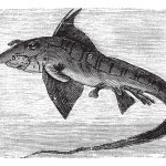 Chimaera monstrosa or Rabbit fish, vintage engraving. Stock Vector ...