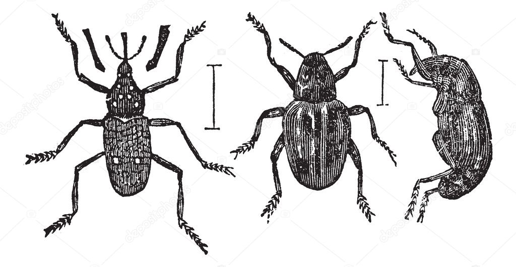 Weevil vintage engraving Stock Vector Image by ©Morphart #6722559