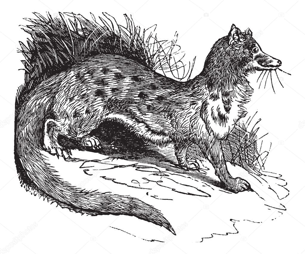 Grabado vintage de Genet o Genetta maculata con manchas oxidadas Vector ...