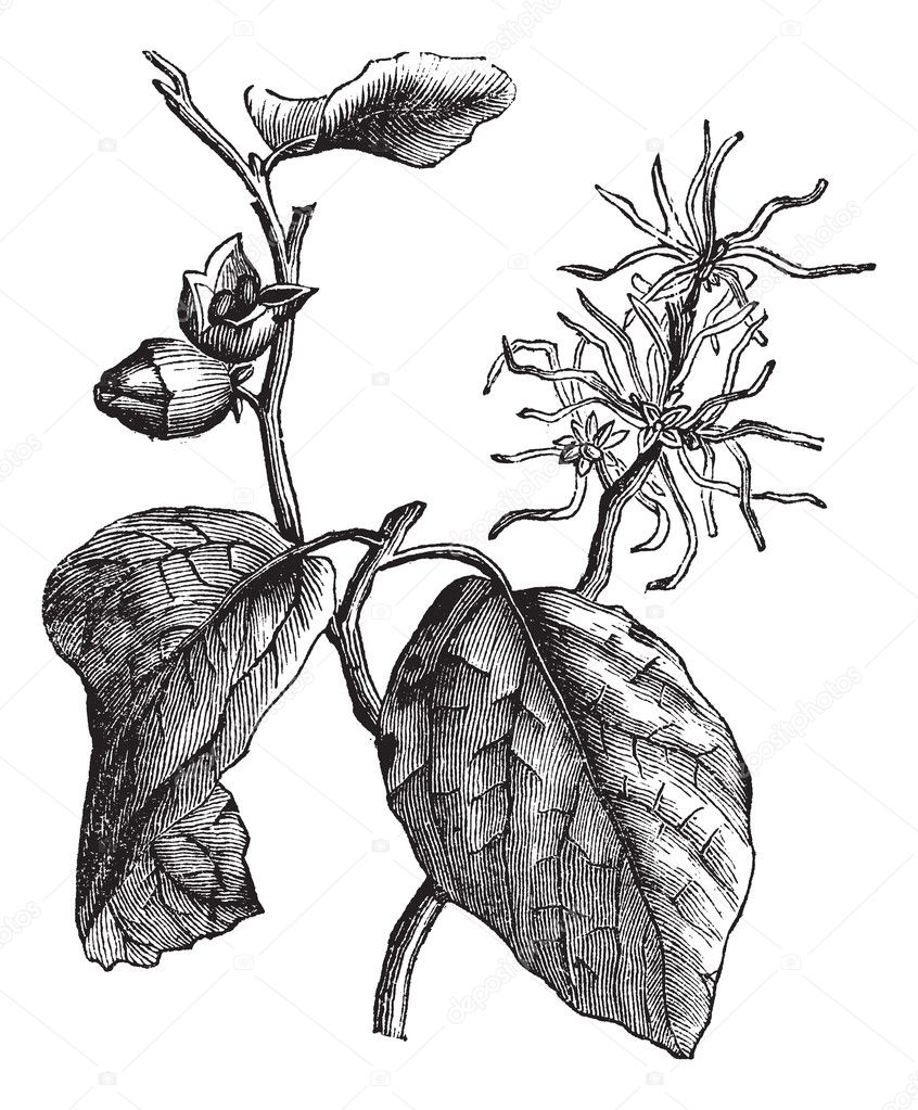 Witch hazel (Hamamelis virginiana) or winterbloom vintage engrav ...