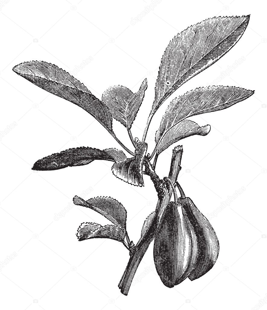 Damson or Prunus insititia vintage engraving Stock Vector Image by ...