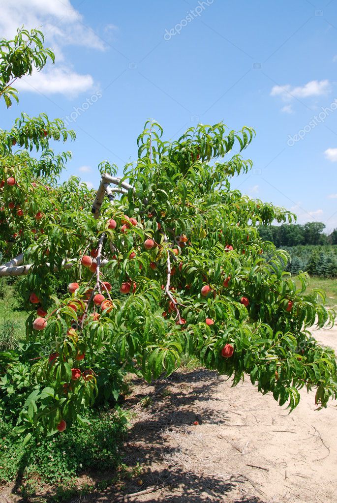 Peach tree Stock Photo by ©Virynchuk 6074003