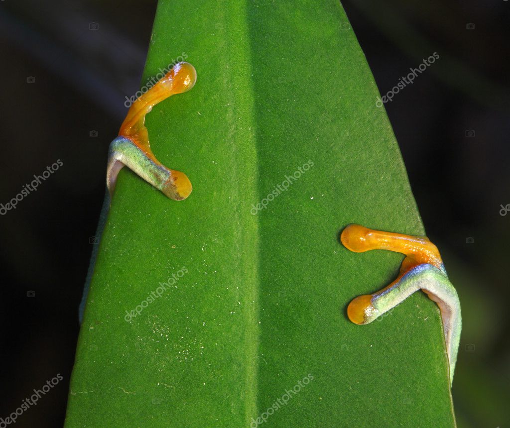 Red-Eyed Tree Frog Stock Photo by ©macropixel 6297895
