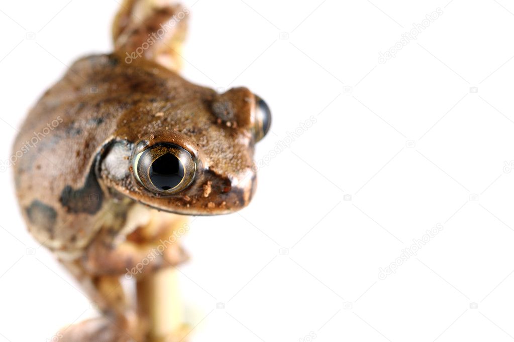 Peacock Tree Frog Stock Photo by ©macropixel 6306719