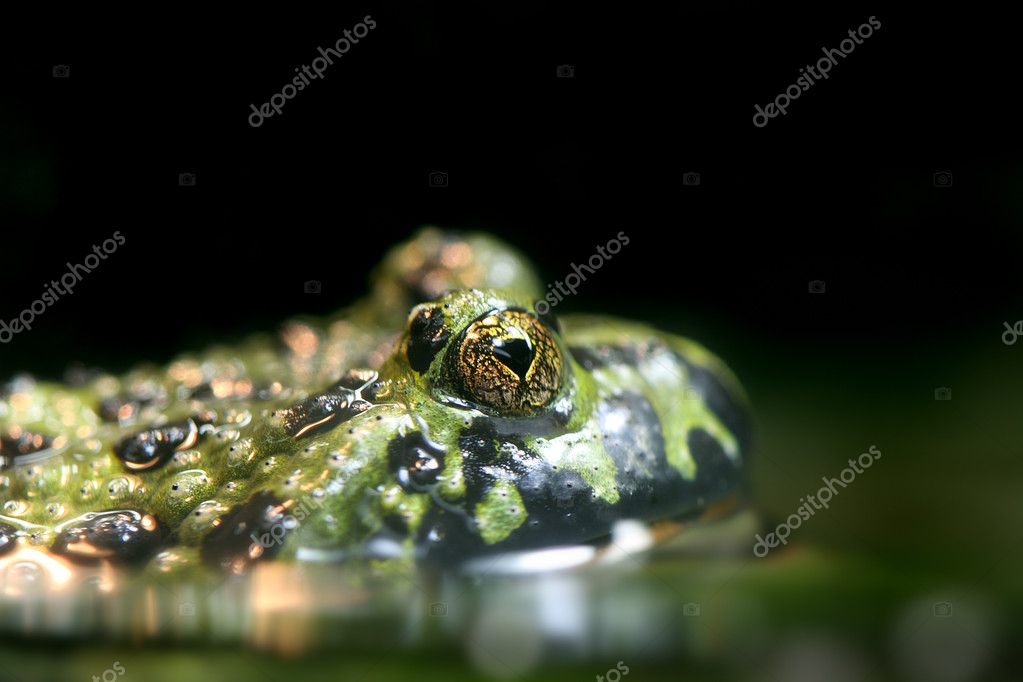 Fire Belly Toad — Stock Photo © macropixel #6313703