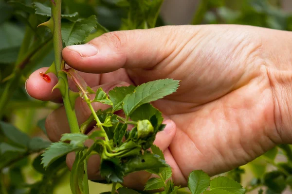 Pricked finger with rose thorn — Stock Photo © bjonesphoto #5539393