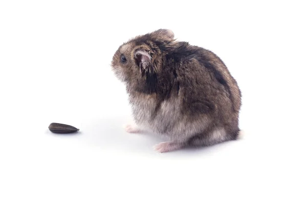 Greedy hamster — Stock Photo © peter77 #47457241