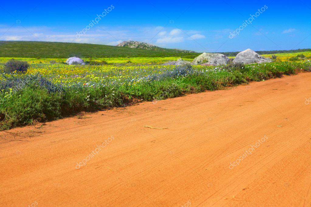 Road in flower field — Stock Photo © lubavnel #5411192