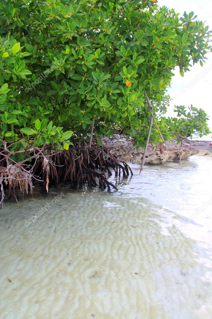 Mangrove plant in sea shore aerial roots Caribbean — Stock Photo ...