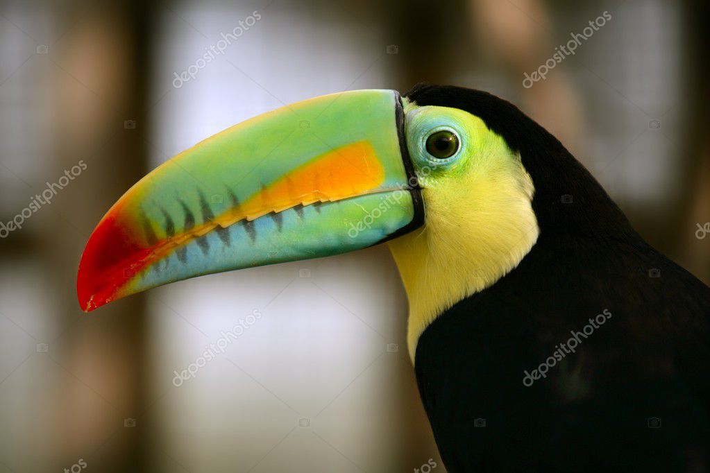 Kee billed Toucan bird colorful Stock Photo by ©lunamarina 5506485