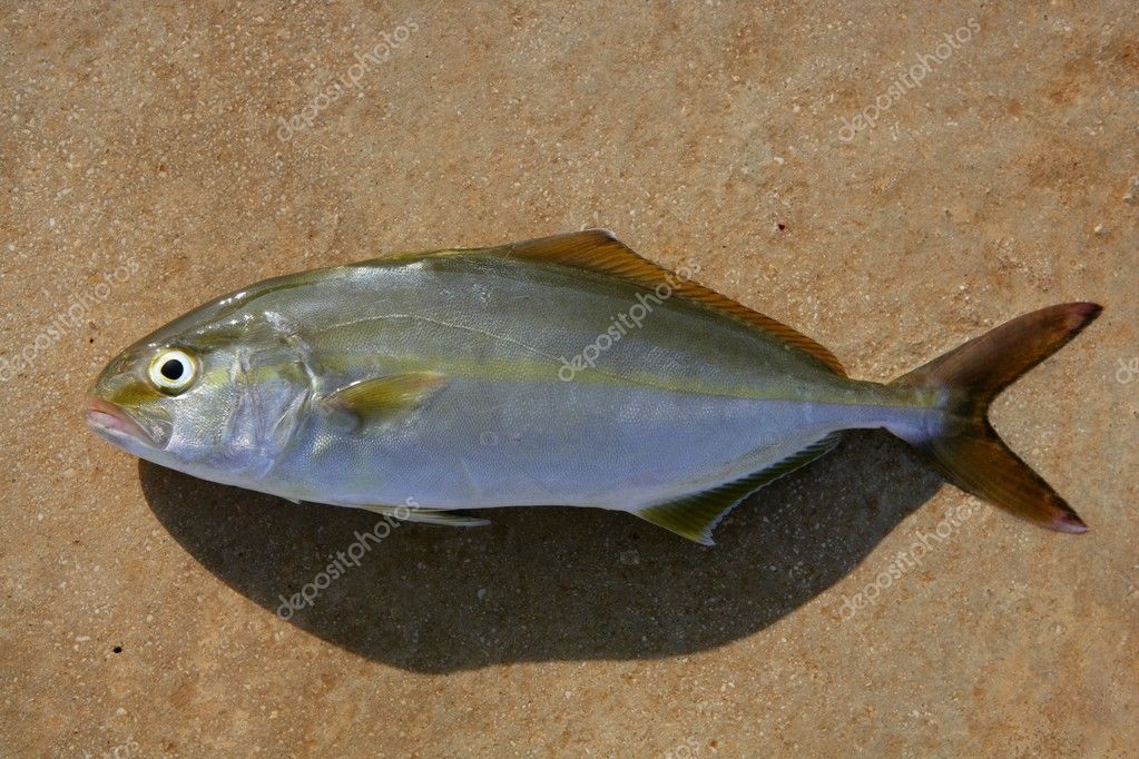 Seriola dumerili fish greater amberjack fish — Stock Photo © lunamarina ...