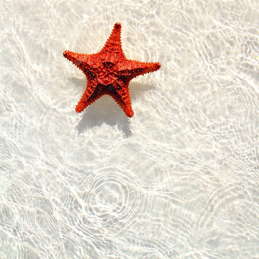 Starfish orange in wavy shallow water — Stock Photo © lunamarina #5511402