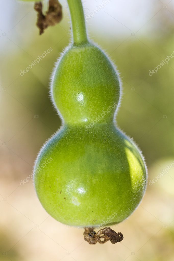 Calabash fruit — Stock Photo © membio #6577270