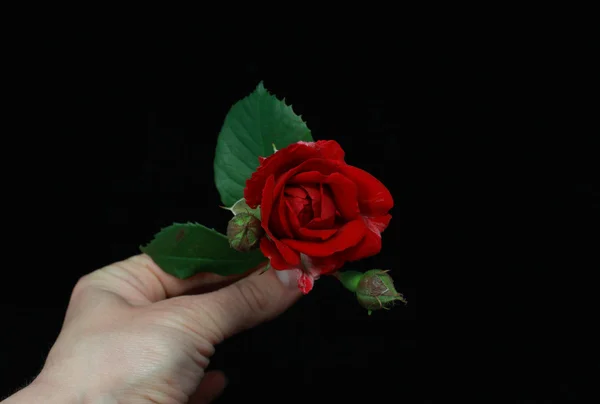 Red rose in the hands of men and women Stock Photo by ©fotopen 5173732