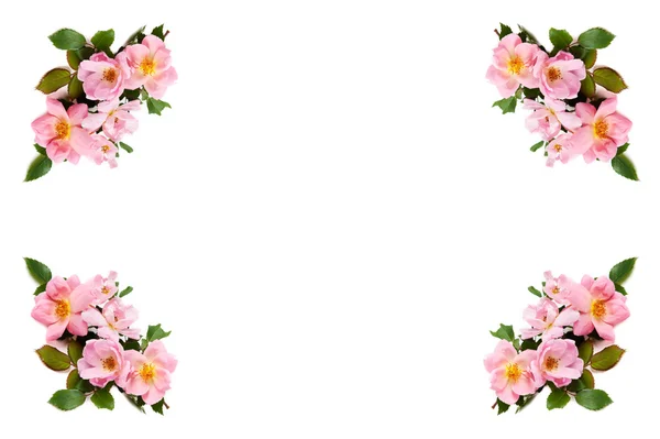 Pink Rose Border — Stock Photo © cheryledavis #5428036