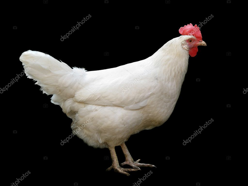 White hen Stock Photo by ©victor-ua 5656450