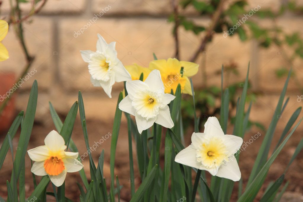 Daffodil, narcissus, jonquille, narcisse — Stock Photo © Chretien #6252356