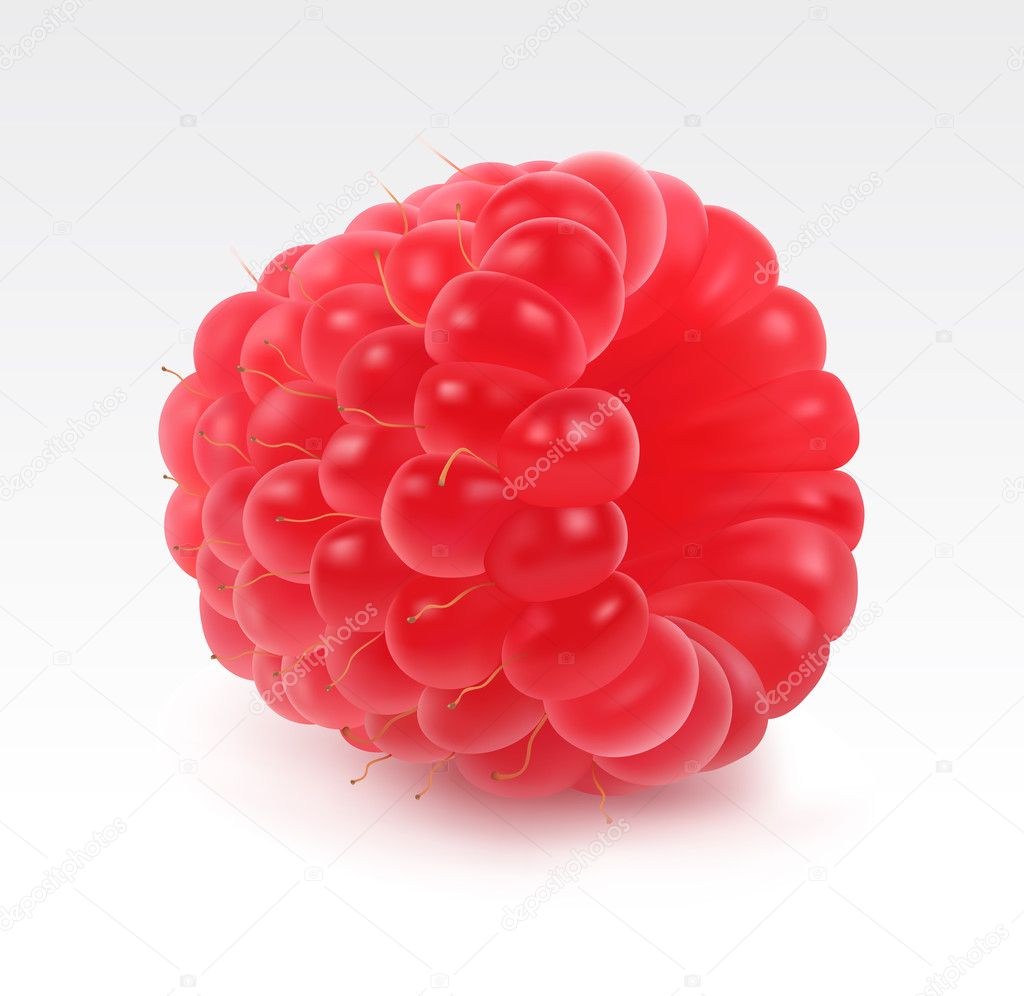 Raspberry — Stock Vector © v.ryabinina #5405325